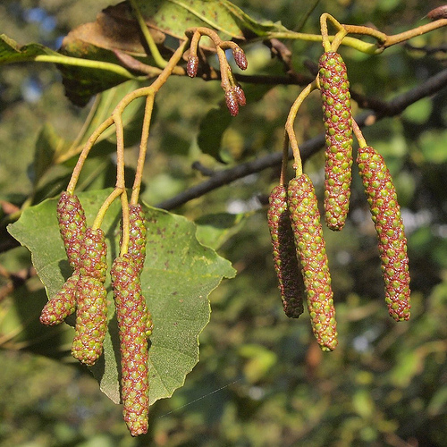 Lepp ravimtaimena. Ka akvaariumis. | Hingepeegel