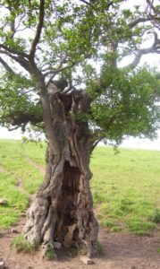 Lepp ravimtaimena. Ka akvaariumis. | Hingepeegel