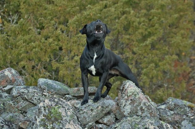 Neli sodiaagimärki, kes on Tulihobuse soosingus - Hingepeegel - Lehekülg 3